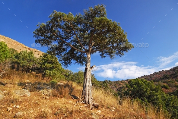 Pine tree grows on a rock in summer on stones Stock Photo by alexdov2