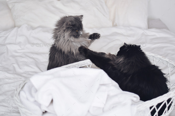 Two cats fighting over who gets to sit in a wicker laundry basket ...