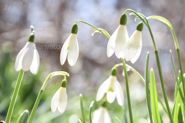 Snowdrops in a sunshine Stock Photo by JulieAlexK | PhotoDune