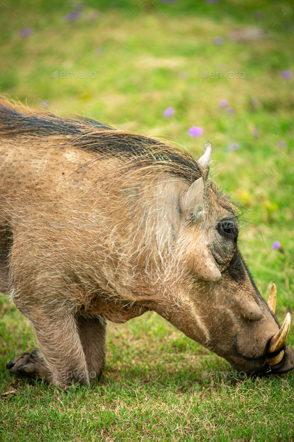 Warthog side profile kneeling and grazing on grass Stock Photo by ...