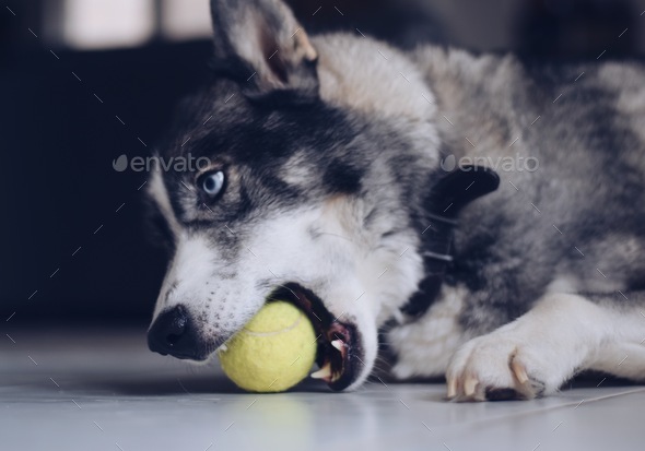 Husky dog laying on a floor chewing on his yellow tennis ball toy Stock ...