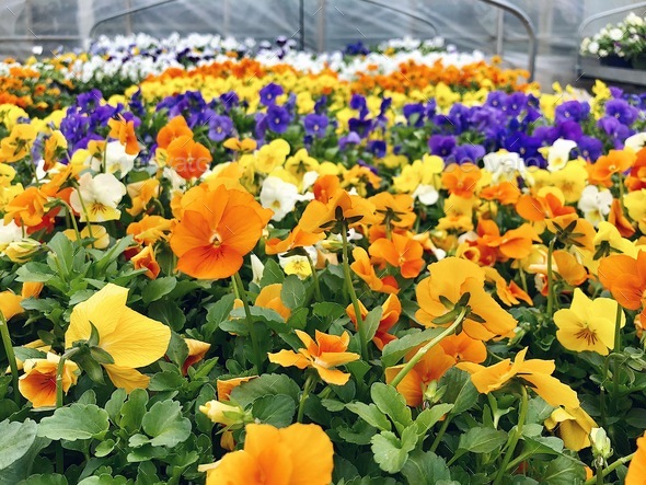 Bright and colorful violets in a greenhouse Stock Photo by JulieAlexK