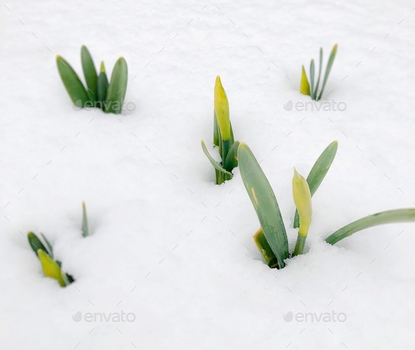 Daffodils under snow. Spring awakening Stock Photo by JulieAlexK ...