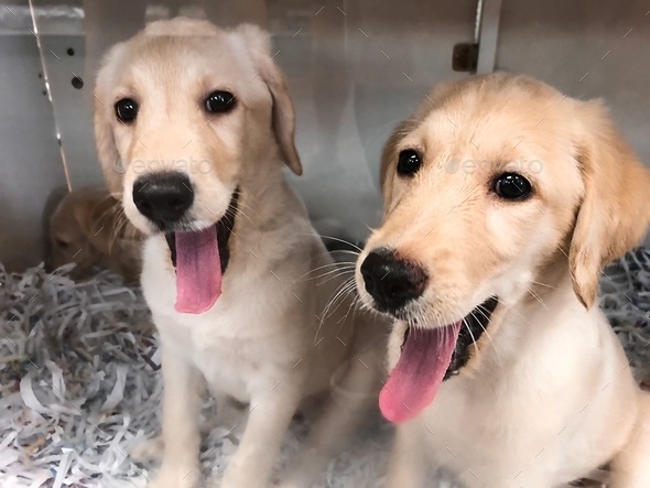 Two cute Yellow Labrador puppies for sale at a pet store Stock Photo by ...