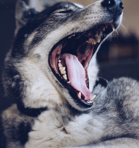 A portrait of a husky dog with his mouth open wide yawning Stock Photo ...