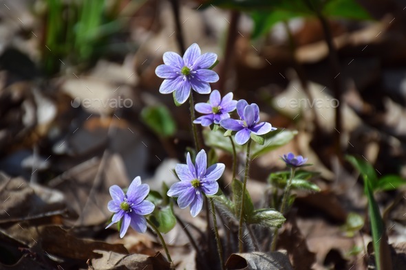 First purple wood anemone, spring flowers on a forest floor, spring ...