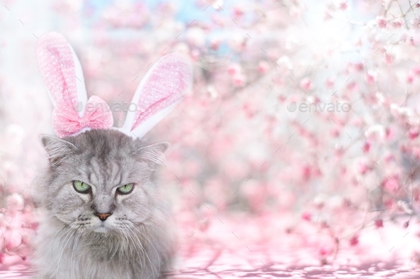 Grumpy cat with bunny ears with pink spring blossoms background and ...