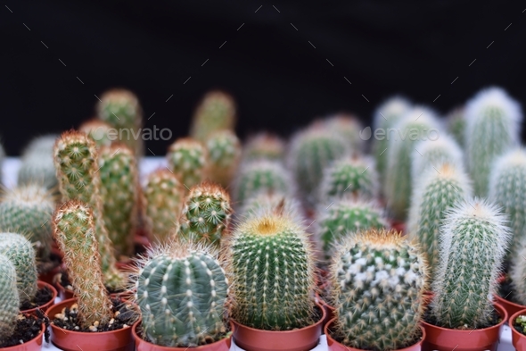 Variety of miniature cacti plants on display at the garden center Stock ...