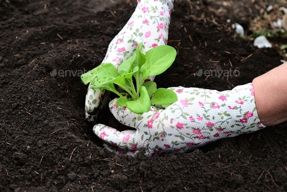 transplanting petunia seedlings from a temporary pot into the ground ...