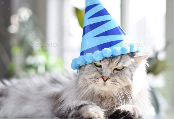 Grey fluffy cat laying down in birthday hat with rolling eyes looking ...