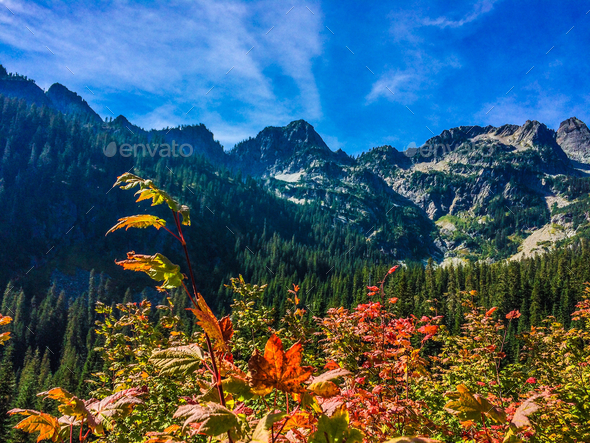 Autumn leaves with mountain ridge in evergreen pine tree forest Stock ...