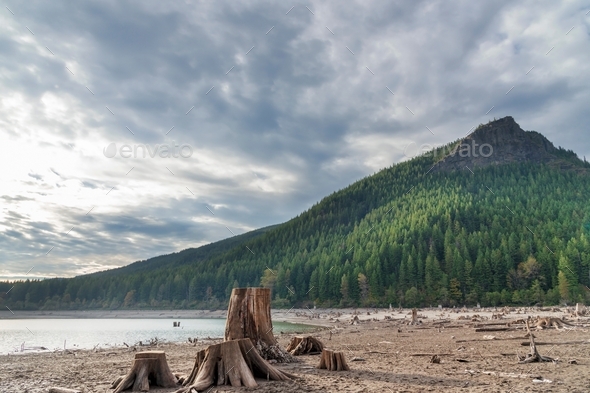 Tree stumps at the base of Rattlesnake ridge near Seattle Stock Photo ...