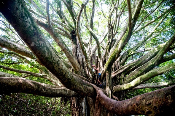 Man on tropical island climbing tree limbs Stock Photo by RLTheis ...