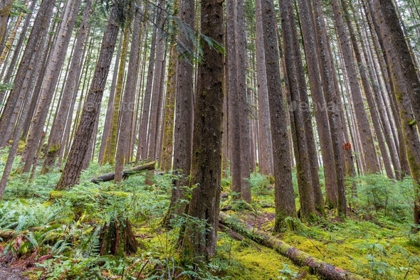 Dense forest trees in a Pacific northwest rainforest. Stock Photo by ...
