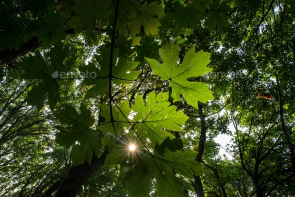 Large oak tree leaves with sun Stock Photo by RLTheis | PhotoDune