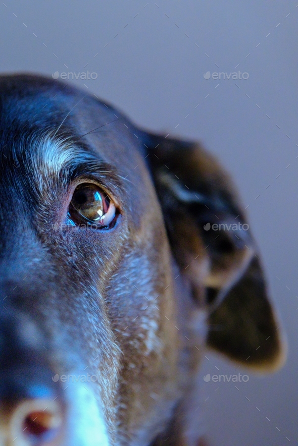 Sad dog face Stock Photo by RLTheis | PhotoDune