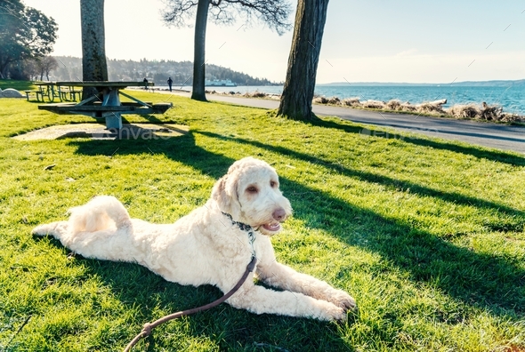 Labradoodle laying in green park grass. Stock Photo by RLTheis | PhotoDune