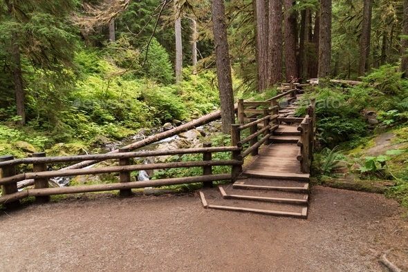 Well maintained forest hiking trail fencing and steps through lush ...