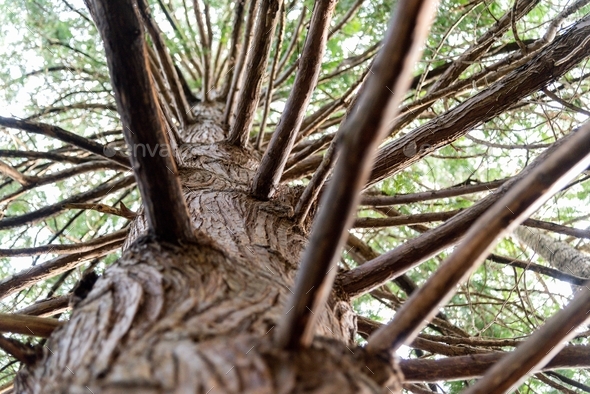 Old growth tree textured bark with many limbs jutting out, looking up ...