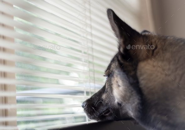 Alert dog looking outside through window blinds. Stock Photo by RLTheis