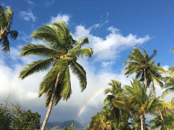 Tropical island rainbow over palm trees Stock Photo by RLTheis | PhotoDune