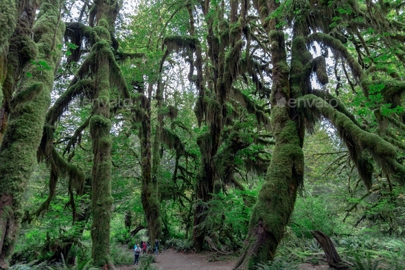 Hall of Mosses in the Olympic National Park, large moss covered trees ...