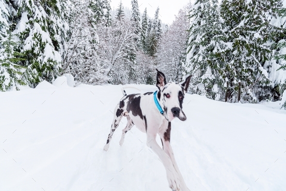 Beautiful young harlequin great dane running through a winter ...