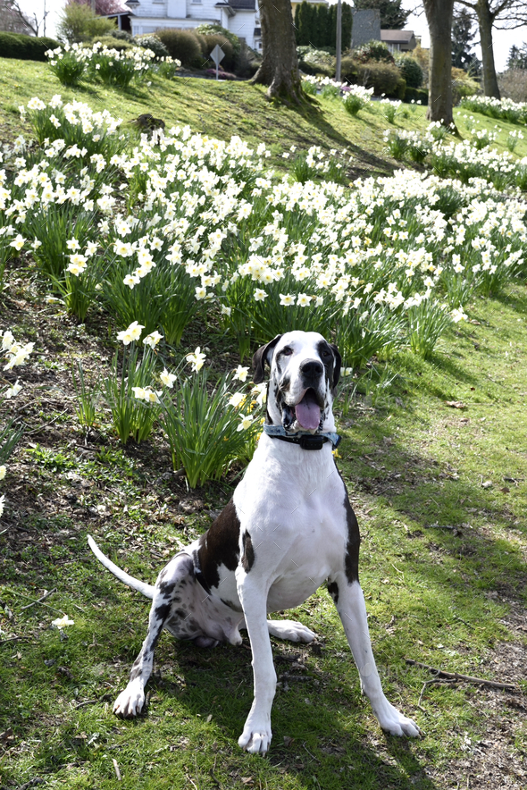 Adorable awkwardly sitting pet harlequin Great Dane dog at park. Stock ...