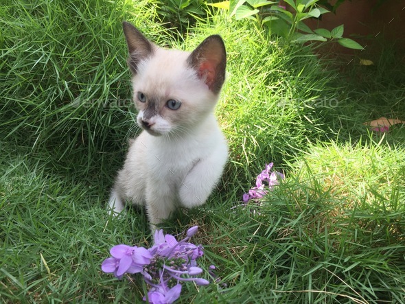 Elsa the kitten Stock Photo by weewendy | PhotoDune