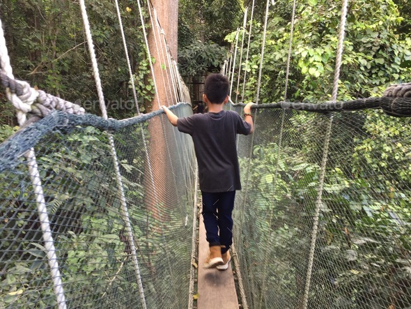 Treetop canopy walk Stock Photo by weewendy | PhotoDune