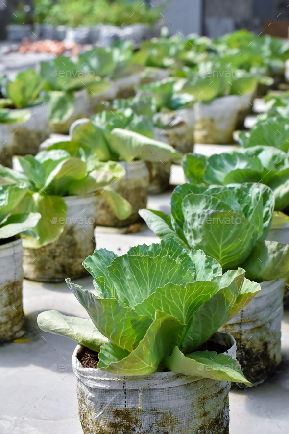 Cabbage growing in a pot, close up side view, home garden Stock Photo ...