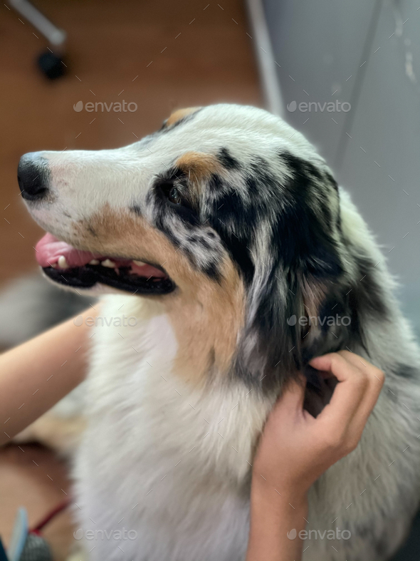 Australian Shepherd cute face look from closeup view Stock Photo by ...