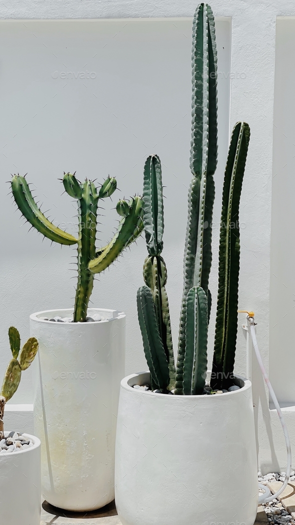 Variety of green cactus plants in pots. Cactus farming as a hobby ...