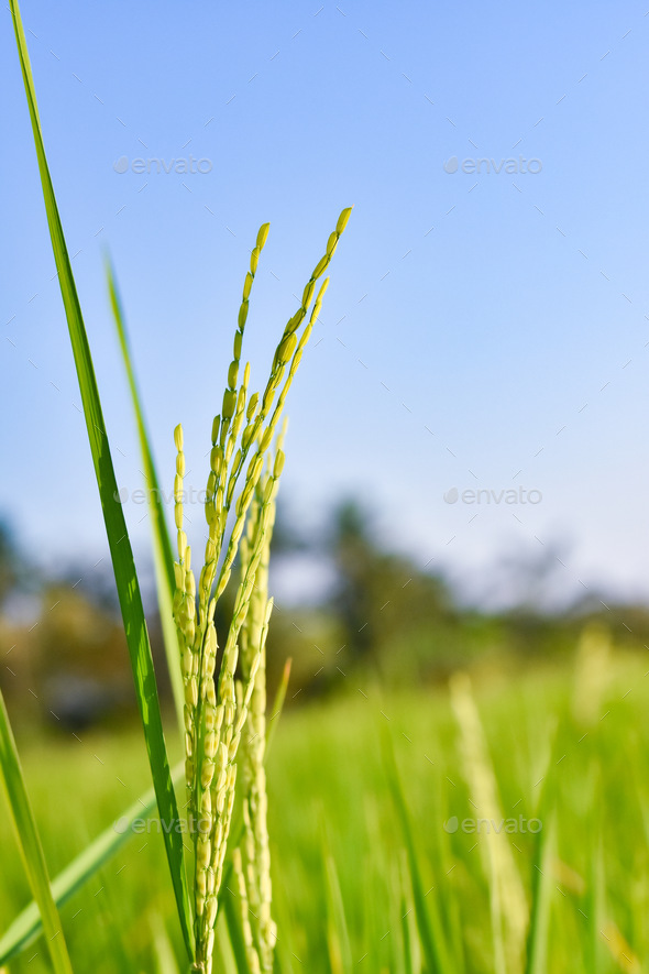 Selective focus on ear of rice. Green paddy field. Rice plantation ...