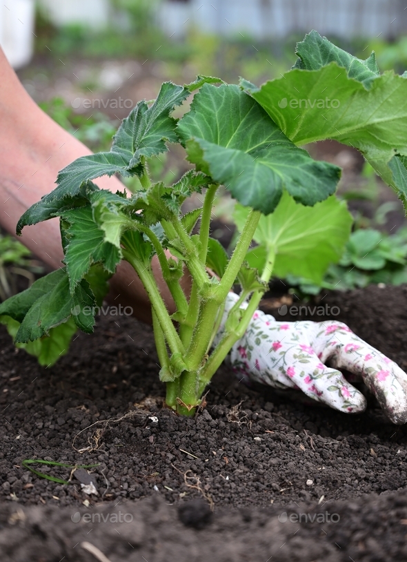 transplanting begonias from a temporary pot into the ground. eco ...