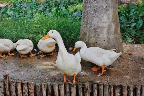 Peking oldest breed of meat-oriented ducks. Reservoirs on a duck farm ...