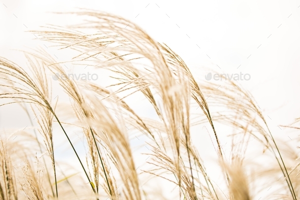 Wind blown grass Stock Photo by Lightitup_now | PhotoDune