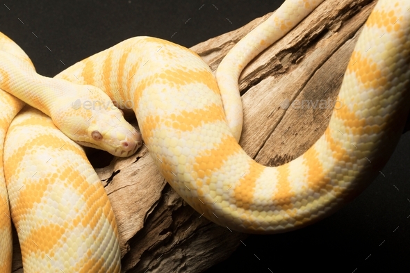 Albino Darwin Carpet Python Yellow and White Snake on black background ...