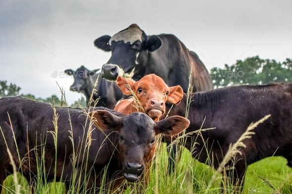 Cute little baby calves with their momma's in the background Stock ...