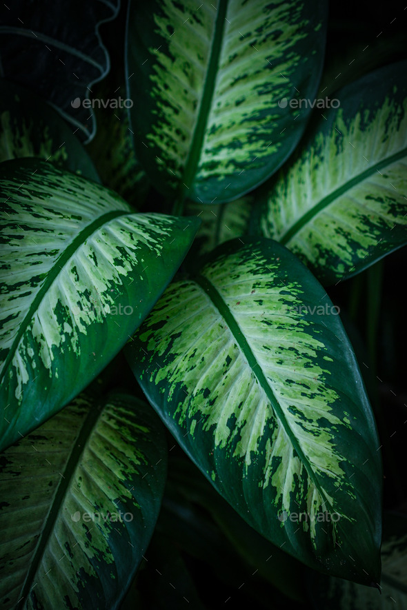 Green big leaves Stock Photo by Achievictor | PhotoDune