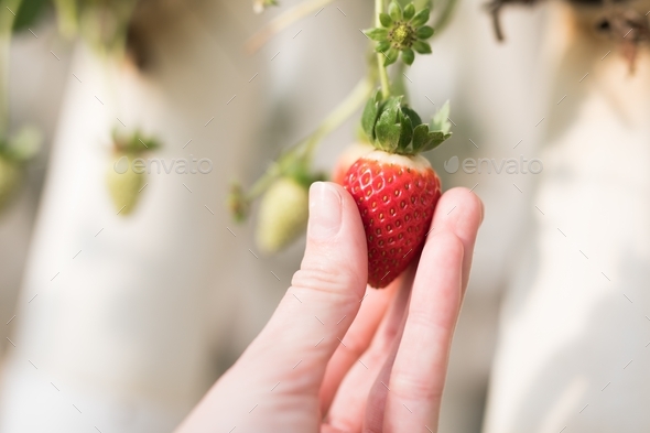 Hand picking strawberries Stock Photo by Lightitup_now | PhotoDune