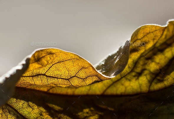 Macro of autumn leaf veins surface in daylight Stock Photo by mirarahneva