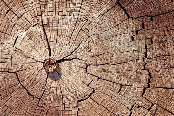 Growth rings. Two wedding rings on old tree trunk in the middle of tree ...