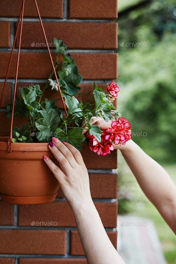 Woman arranging the flowers in a flower pot hanging on a patio Stock ...