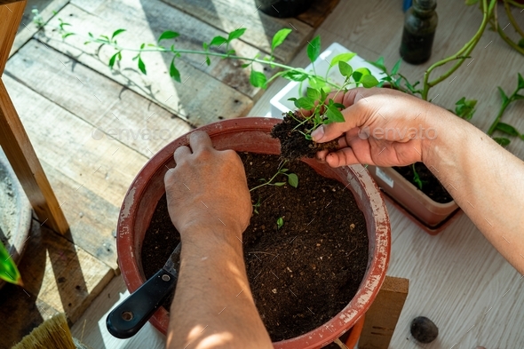 planting a tree in a pot, home gardening Stock Photo by ellinnur ...