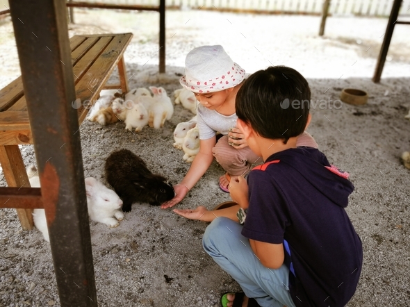 children patting rabbits in outdoor Stock Photo by ellinnur | PhotoDune