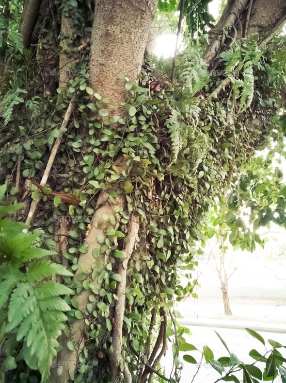 parasite plants crawling on the tree Stock Photo by ellinnur | PhotoDune