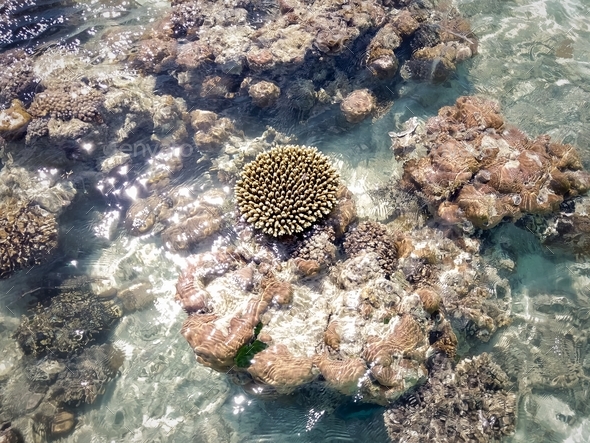 corals during low tide in the crystal clear celebes sea Stock Photo by ...