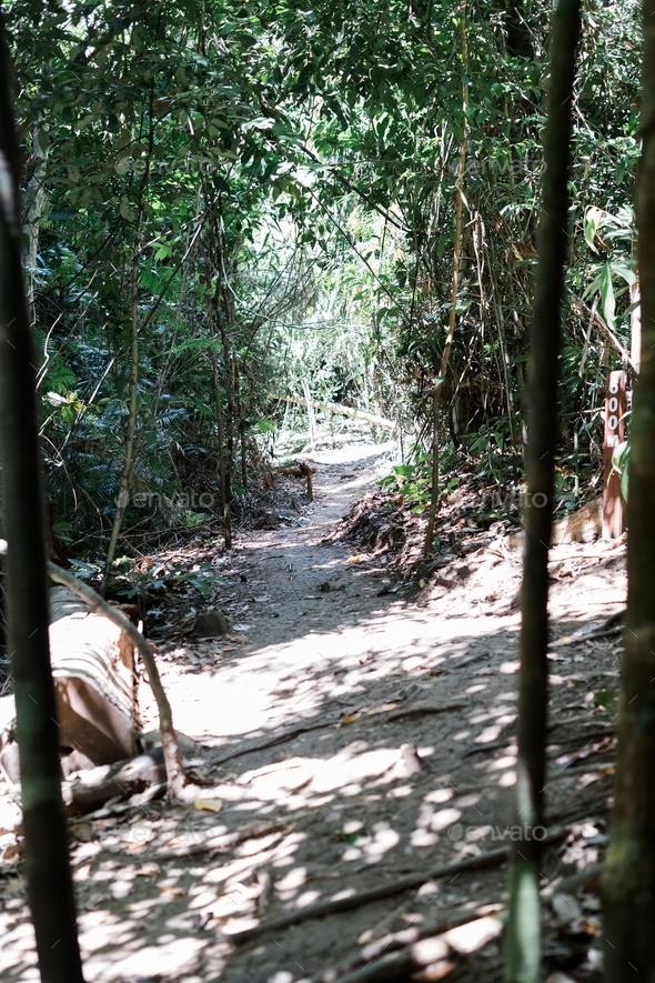jungle tracks in the rainforest Stock Photo by ellinnur | PhotoDune