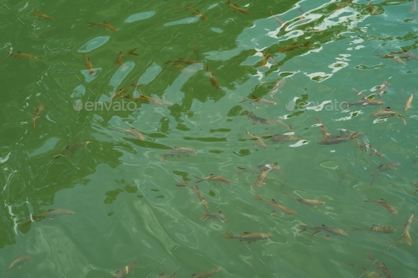 Fish in clear water. A flock of small fish in crystal clear water. Fish ...